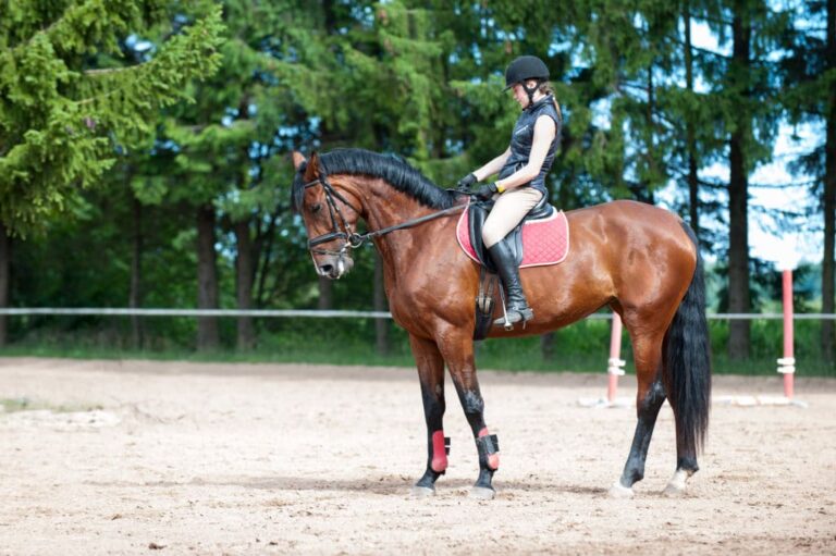 Best Horse Arena Footing Prices | Performance Footing