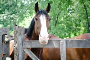 Eco friendly Horse Products to Reduce Waste | Performace Footing