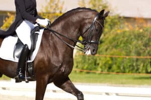 What is Standard Dressage Arena Layout | Performance Footing