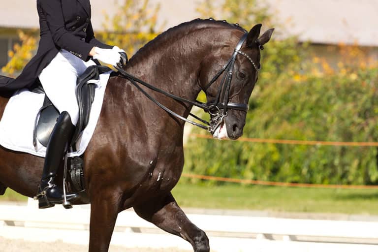What is Standard Dressage Arena Layout | Performance Footing