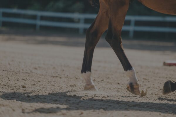 Best Footing for Horse Arenas in Any Climate | Performance Footing