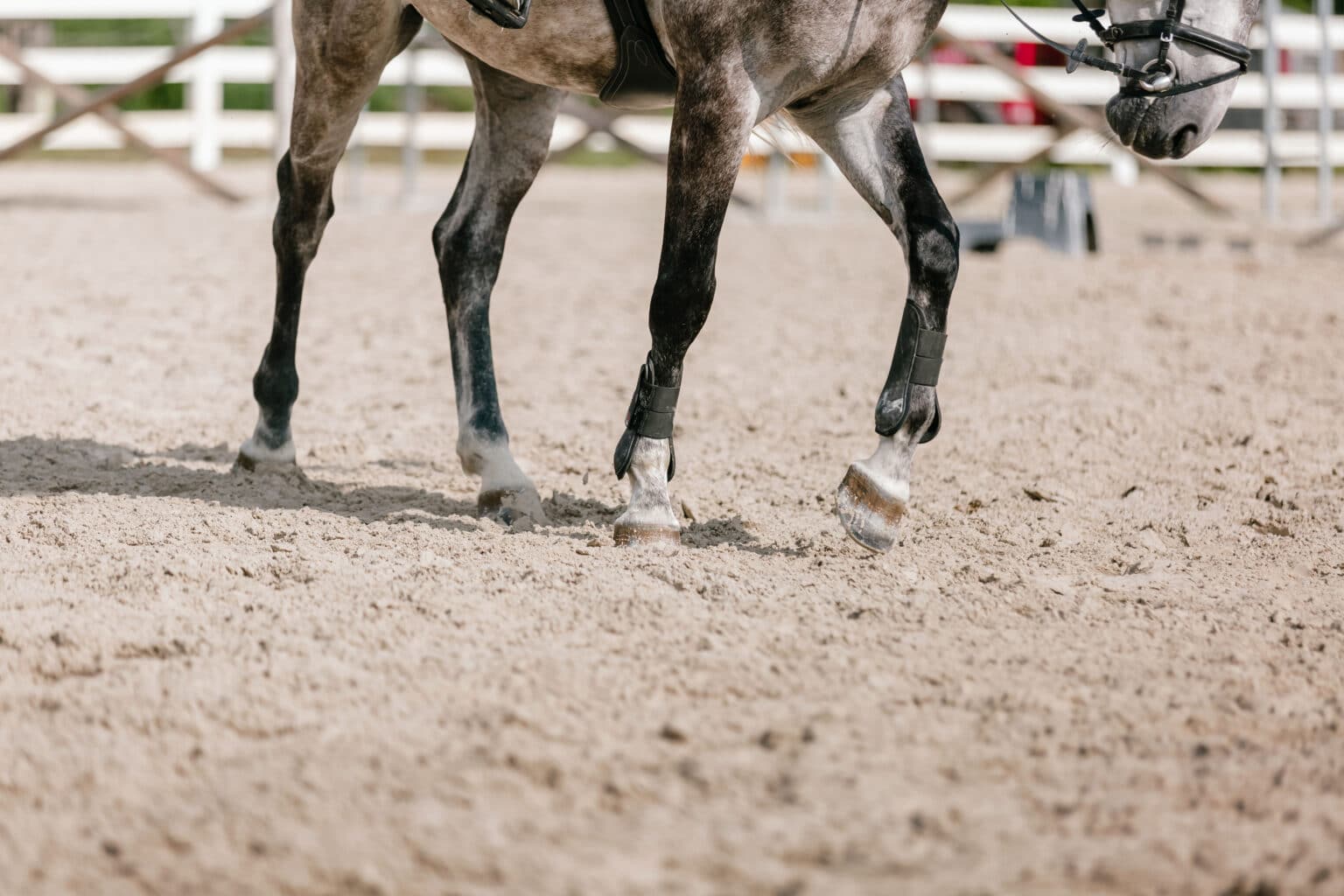 Budget vs Premium: Horse Arena Construction Paths 2025