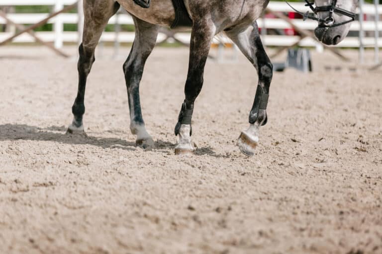 Budget vs Premium: Horse Arena Construction Paths 2025